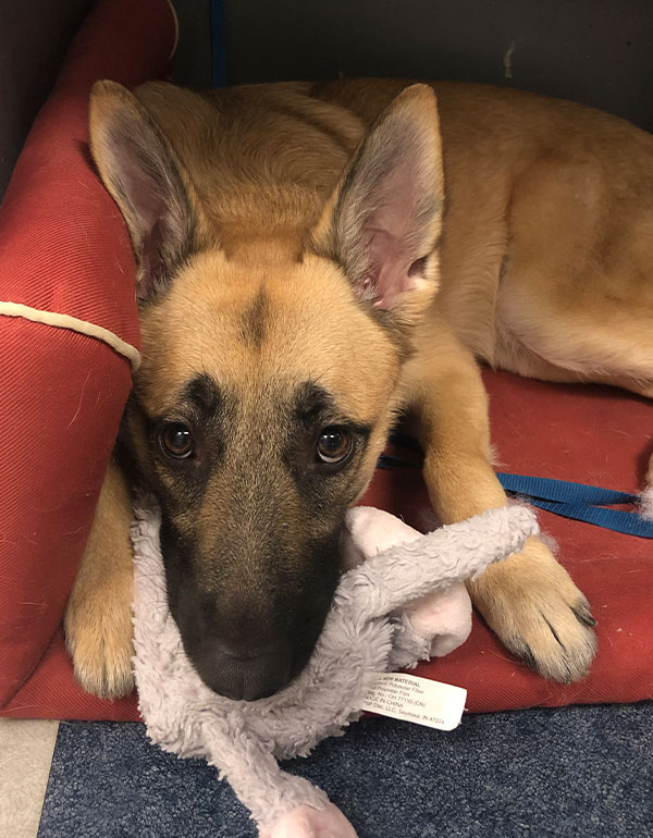 Critical Care & ICU - Pet Emergency