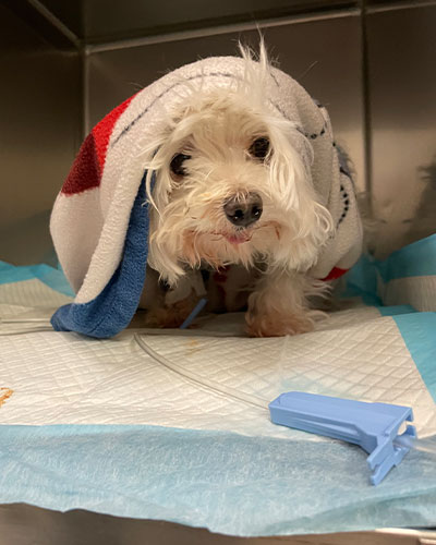 Critical Care & ICU - Pet Emergency