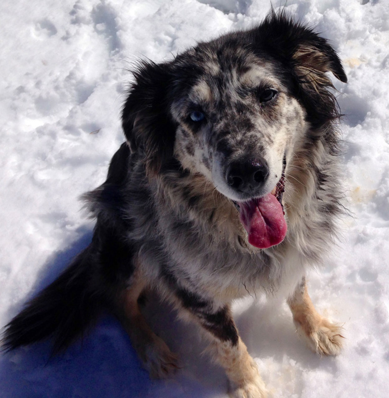 Critical Care & ICU - Pet Emergency