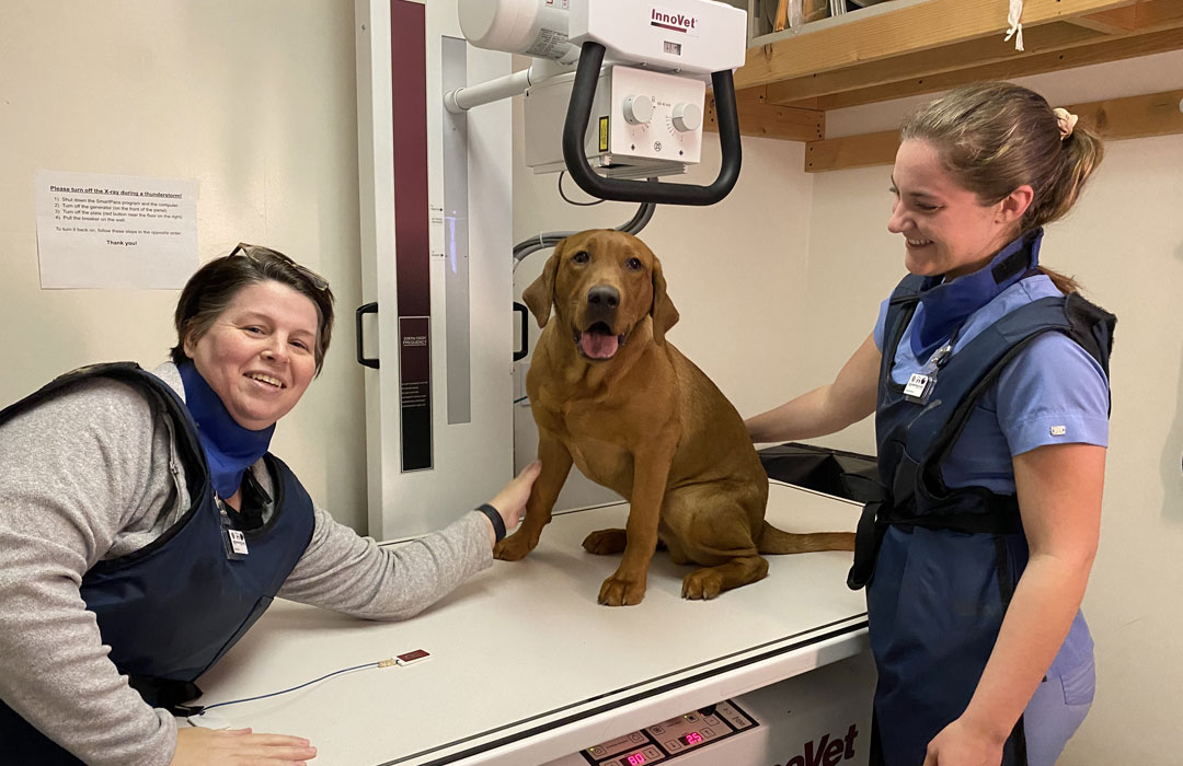 Home - Pet Emergency